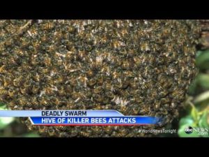California Firefighters & Police Attacked By 40,000 Africanized Bees
