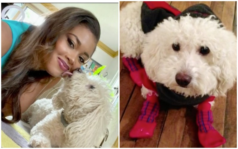 Poodle Dies After a Grooming Appointment At PetSmart • Hollywood Unlocked