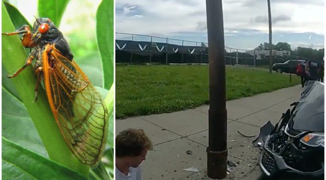 Man Crashes His Vehicle After A Cicada Hits Him In The Face • Hollywood ...