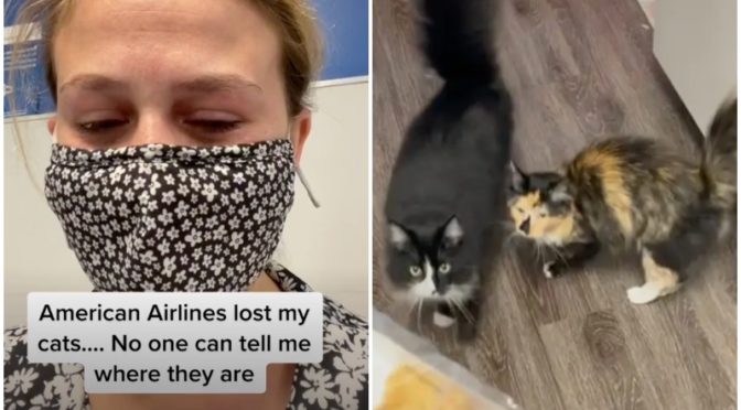 Woman Claims American Airlines Lost Trace Of Her Two Cats Due To Delays ...