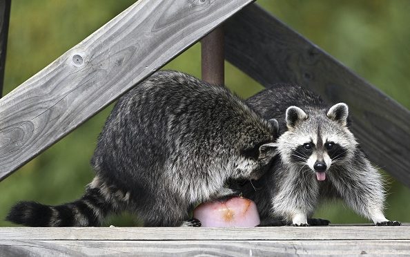 WATCH: Mom Saves Girl Attacked by Raccoon in Connecticut! • Hollywood ...