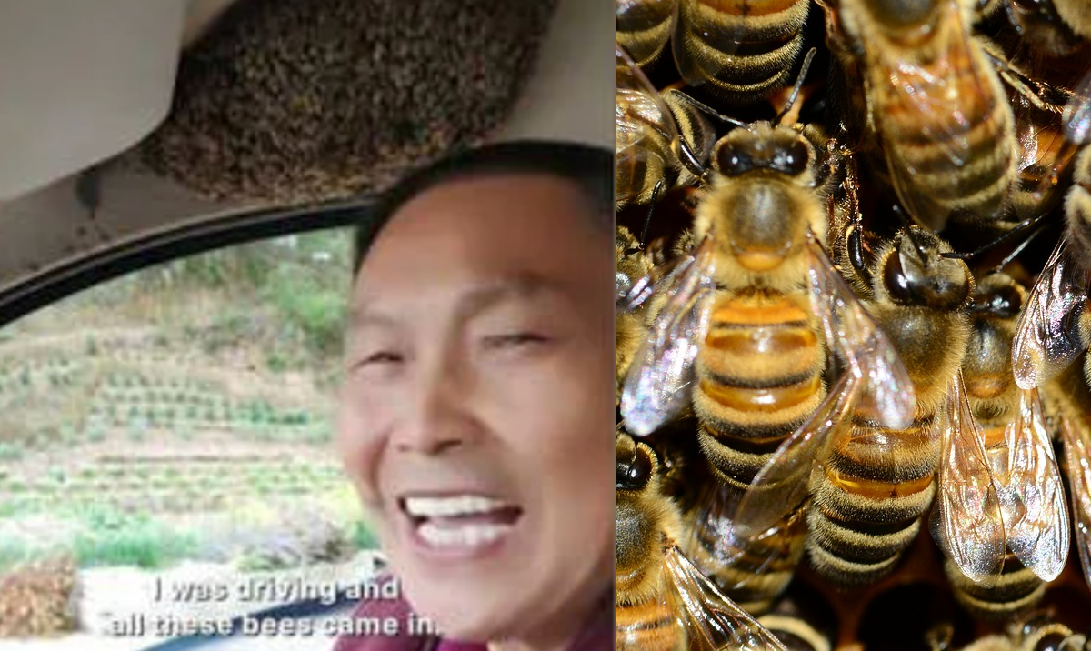 Man Drives Around With A Swarm Of Bees In His Car • Hollywood Unlocked