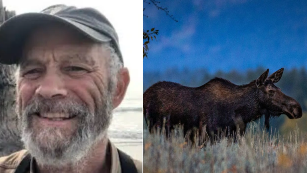 Man Killed By Moose While Attempting To Take Photos Of Calves ...