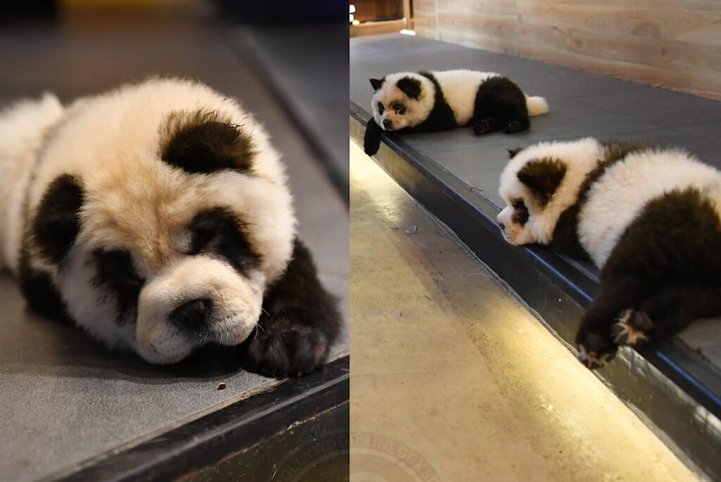 Zoo In China Under Fire For Dying Fur Of Puppies To Pass Them Off As ...