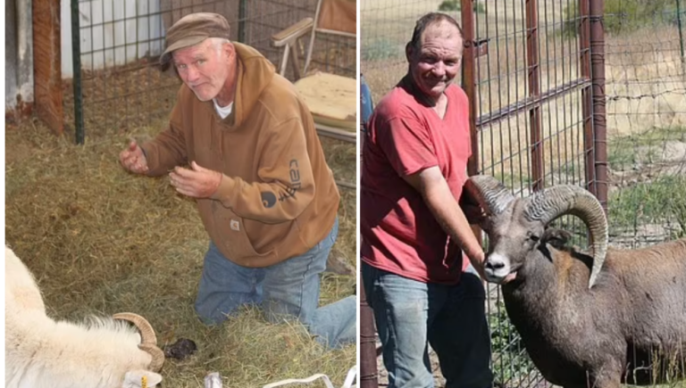 Montana Man Sentenced for Cloning Giant Sheep and Breeding Clones ...