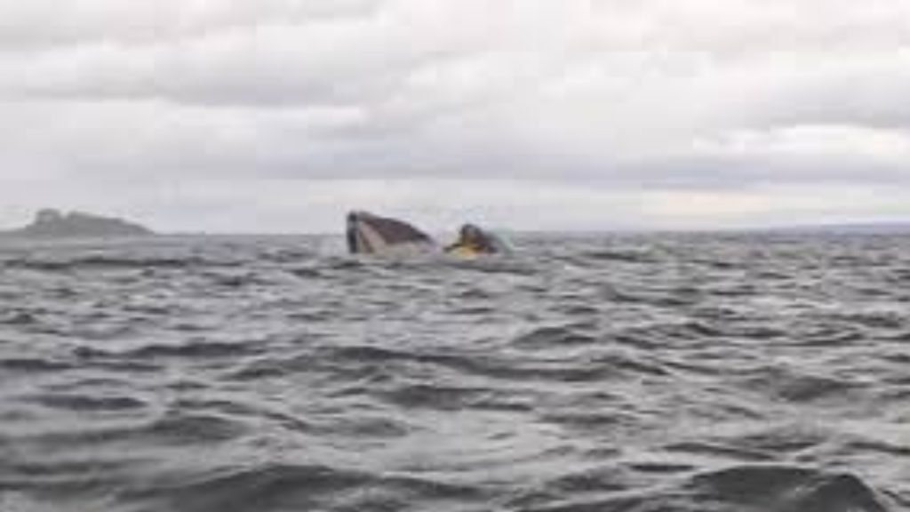 Man Swallowed by Whale While Kayaking—Rare Incident Caught on Video ...