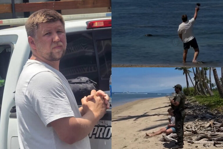 Seattle Man, 37, Throws Rock At Endangered Monk Seal While Visiting ...